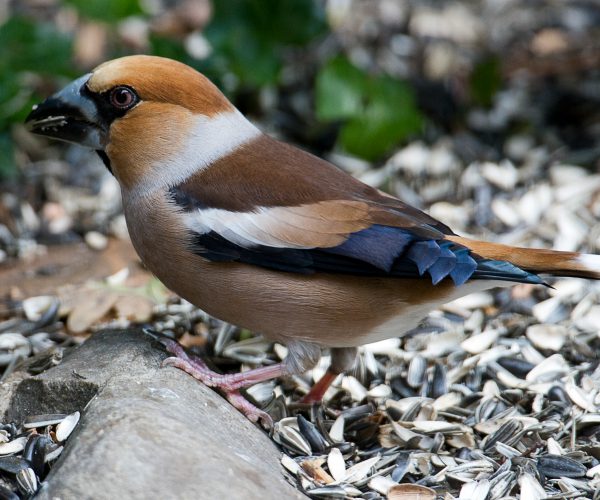 Zangvogels – Wim Engelaer